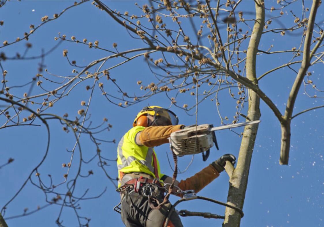 Élagage - RB ESPACES VERTS